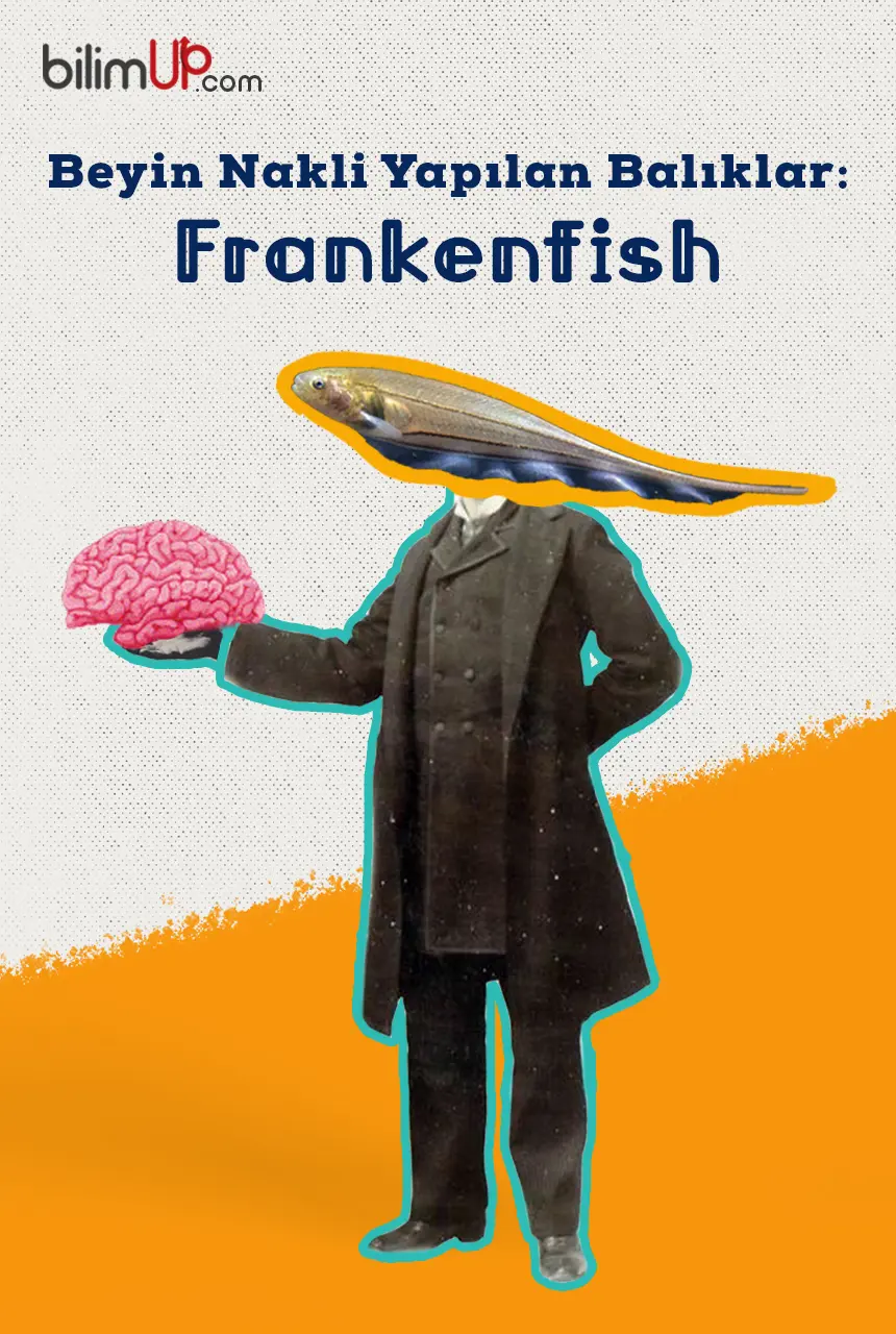 Beyin Nakli Yapılan Balıklar: Frankenfish - bilimUP