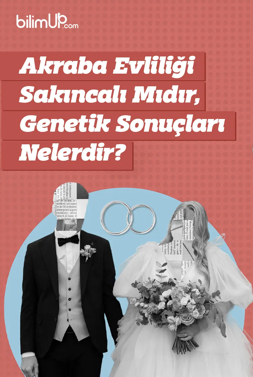 Akraba Evliliği Sakıncalı Mıdır, Genetik Sonuçları Nelerdir? - bilimUP