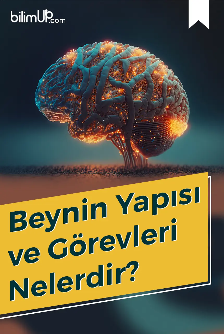 Beynin Yapısı ve Görevleri Nelerdir? - bilimUP