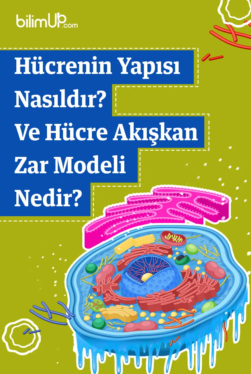 Hücrenin Yapısı Nasıldır? Ve Hücre Akışkan Zar Modeli Nedir? - bilimUP