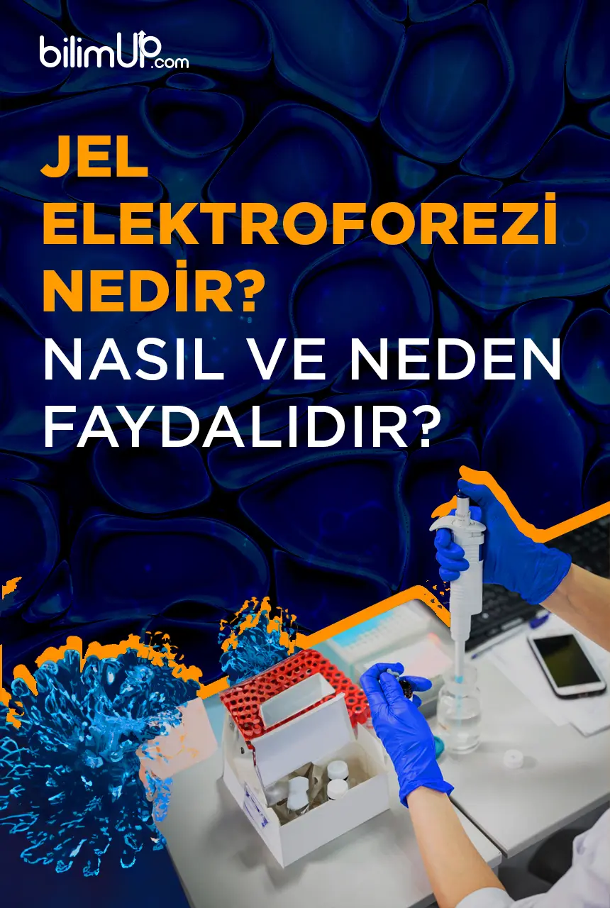 Jel Elektroforezi Nedir? Nasıl ve Neden Faydalıdır? - bilimUP