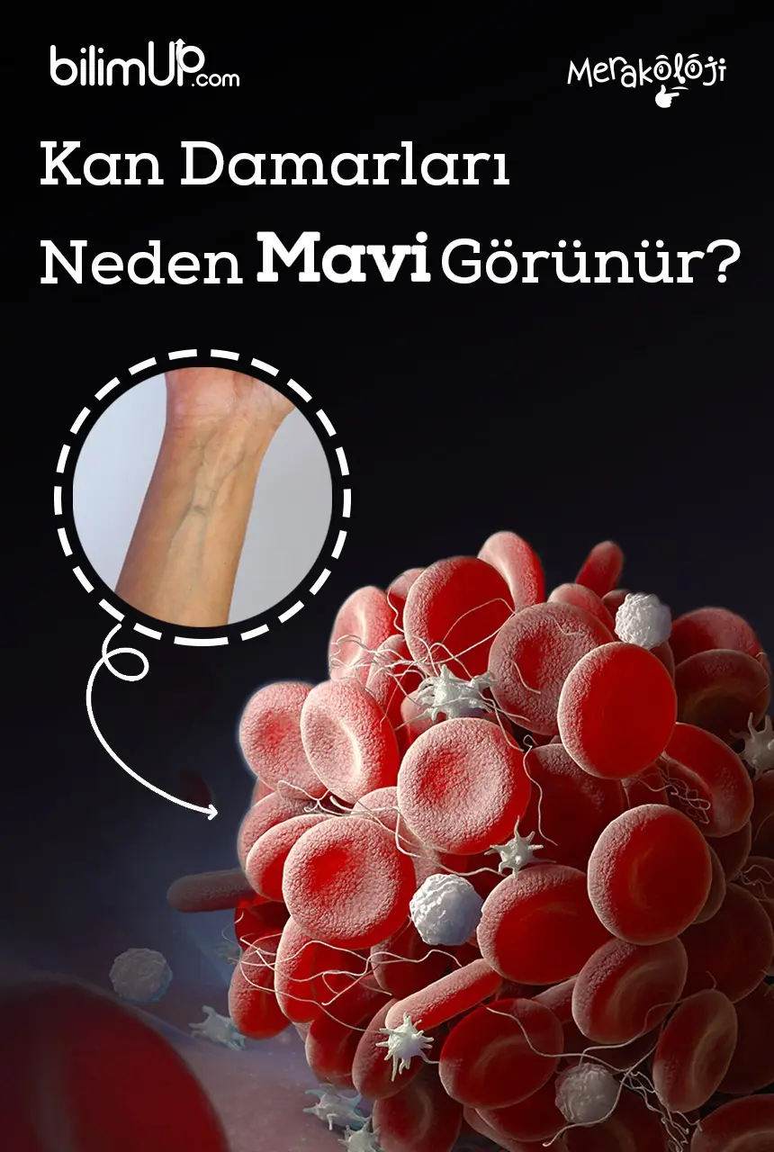 Kan Damarları Neden Mavi Görünür? - bilimUP