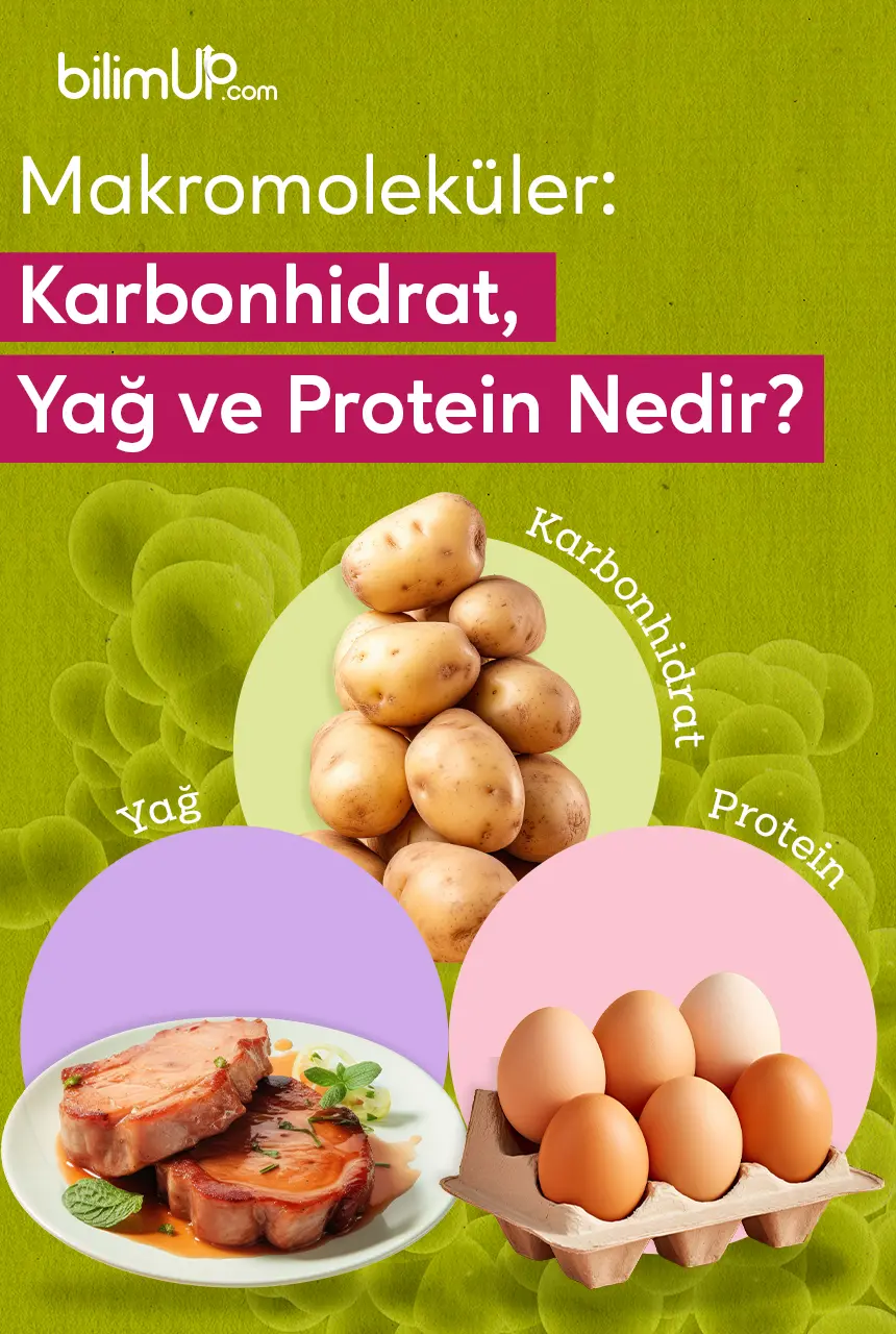 Makromoleküler: Karbonhidrat, Yağ ve Protein Nedir? - bilimUP