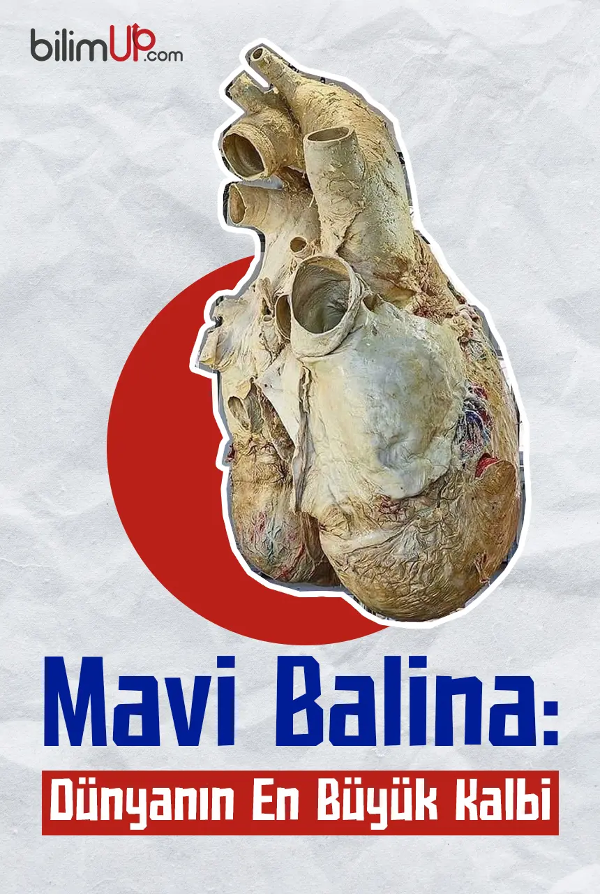 Mavi Balina: Dünyanın En Büyük Kalbi - bilimUP
