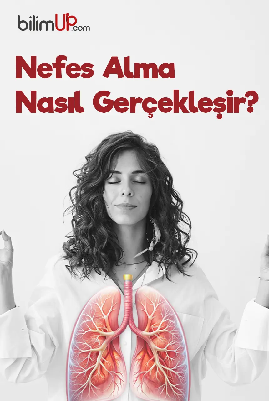 Nefes alma nasıl gerçekleşir? - bilimUP