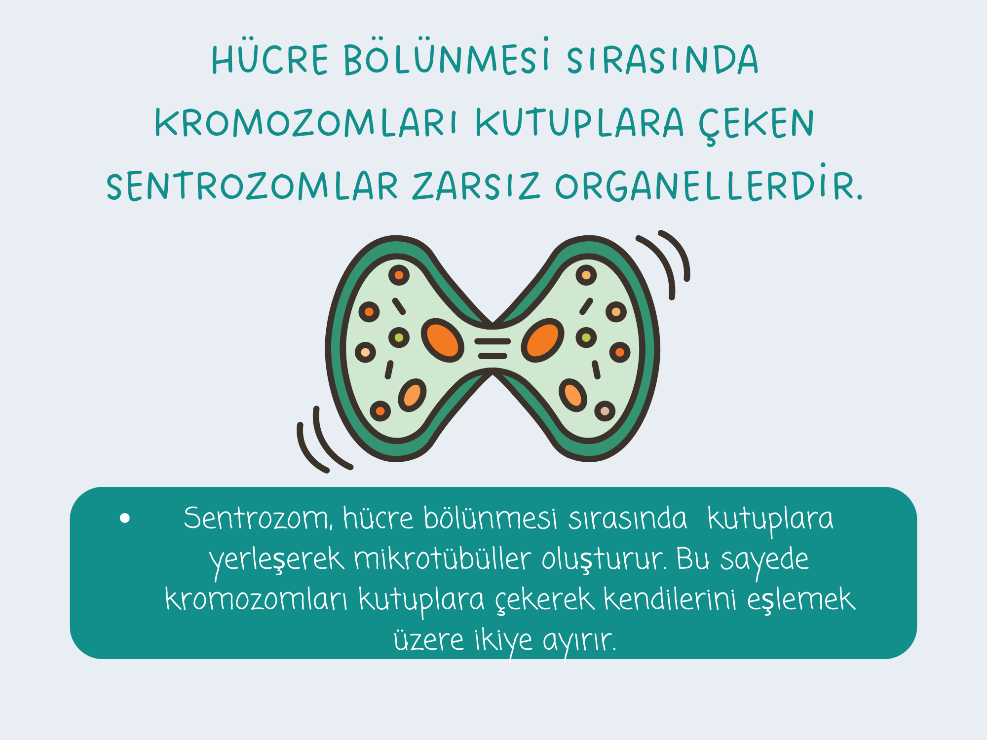 H crelerin Ortak zellikleri Nelerdir H cre Organelleri Nelerdir H crelerin Ortak zellikleri Nelerdir H cre Organelleri Nelerdir