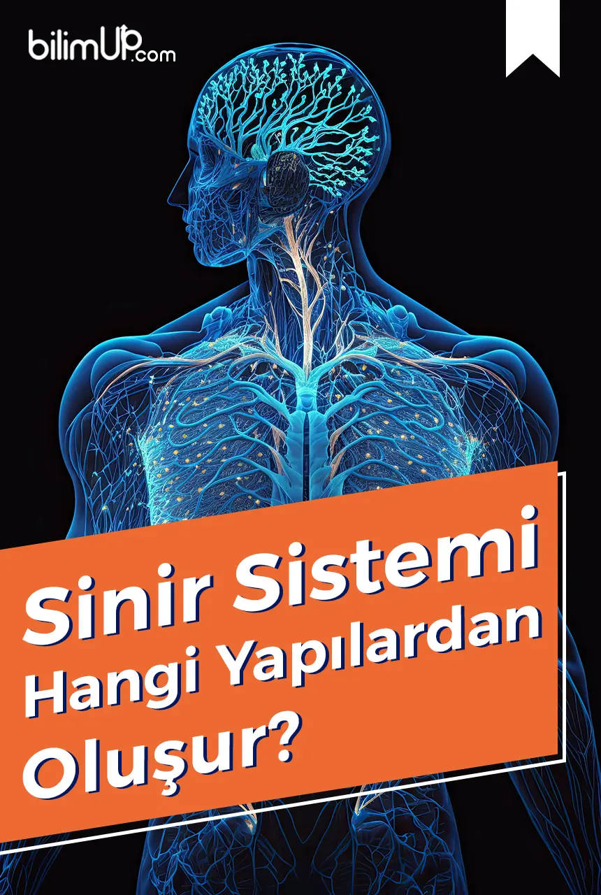 çocuklar Için Somatik Sinir Sistemi