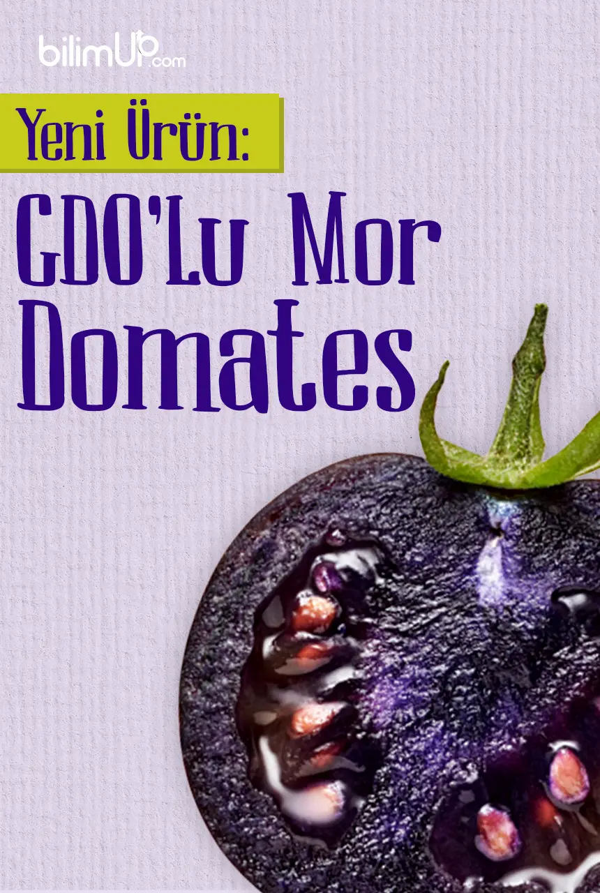 Yeni Ürün: GDO'lu Mor Domates - bilimUP